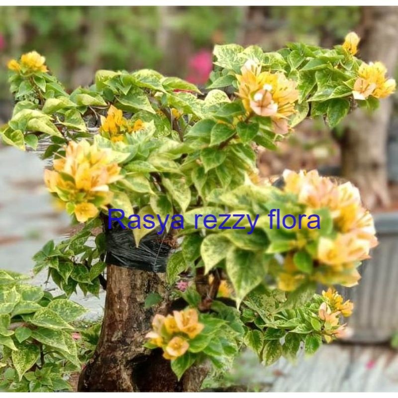 Jual Bougenvil Singapur Varigata Bunga kertas (Bibit) | Shopee Indonesia