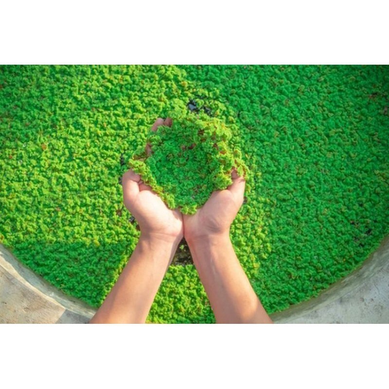 Jual [COD] 100 Gr Azolla Microphylla – Pakan Ikan, Bebek, dan Pupuk ...