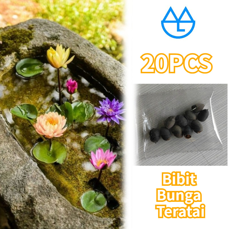 Jual 20 Biji Benih Lotus Mix Warna Tahan Lama Bibit Bunga Teratai Kolam ...