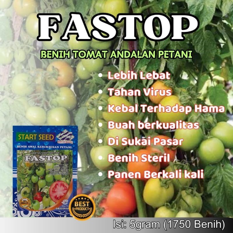 Jual Fastop - Benih Tomat Berkualitas Kemasan 5gram (Isi 1750 Benih ...