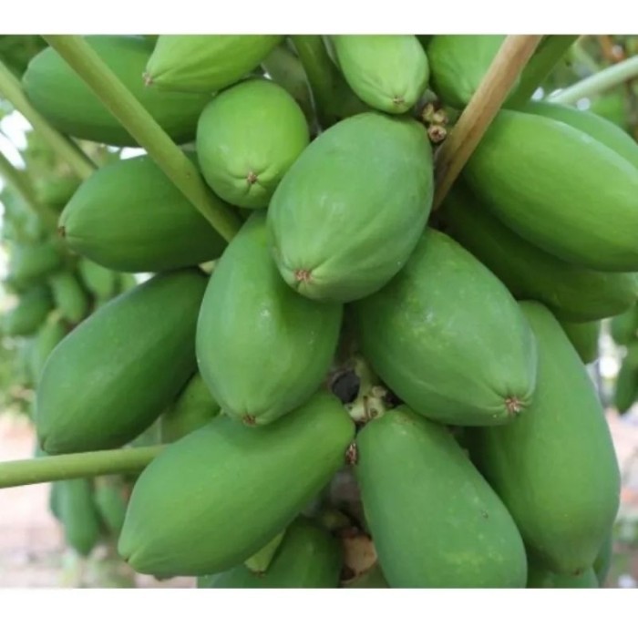 Jual Pepaya Muda / Buah Pepaya Muda / Pepaya Mentah / Pepay Sayur 1-Kg ...