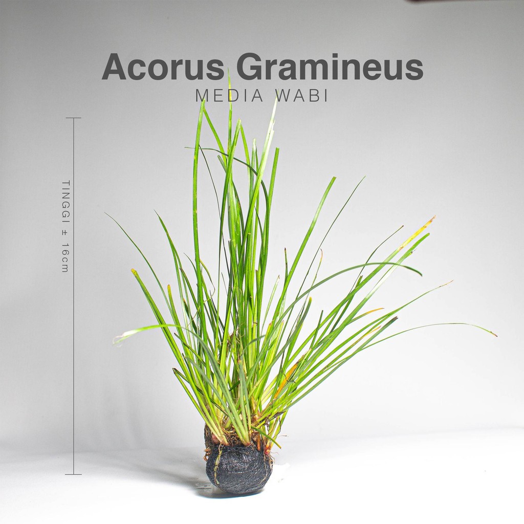 Jual Acorus Gramineus Media Wabi Kusa / Wabikusa / Tanaman Aquascape ...