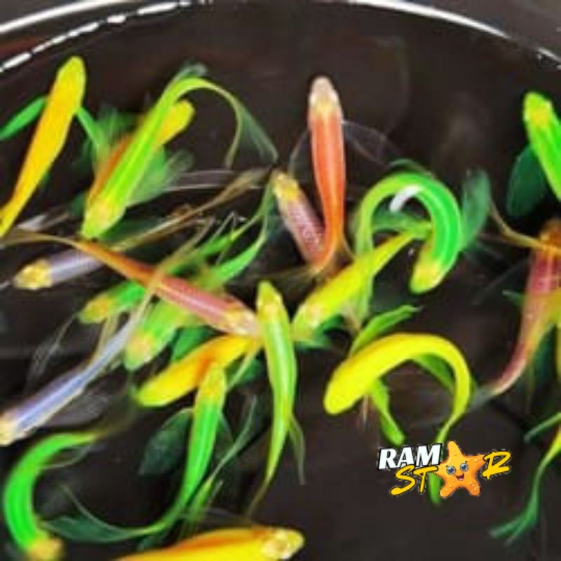 Jual DANIO SLAYER MIX WARNA ISI 5 EKOR | Shopee Indonesia