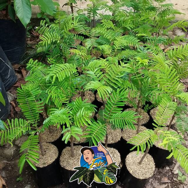 Jual tanaman Petai - pete - bibit tanaman hidup - atau Pete Jumbo ...