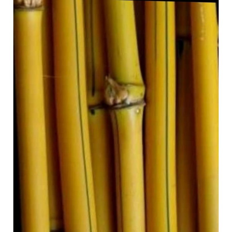 Jual Promo Bibit setek bambu kuning cocok buat hiasan dalam ruangan ...
