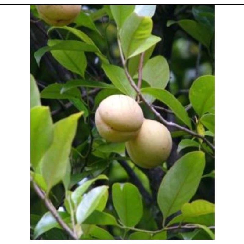 Jual PALA PRES SEGAR . REMPAH REMPAH 1 KG | Shopee Indonesia