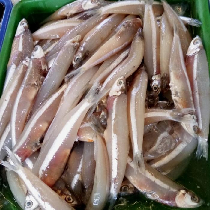 Jual Ikan Bilis Basah 1 kg | Shopee Indonesia