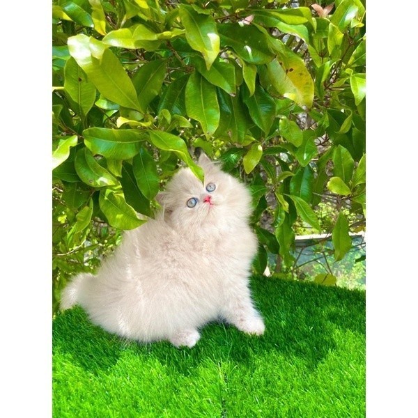 Jual kucing persia kucing himalaya kucing persia kucing jantan kucing ...