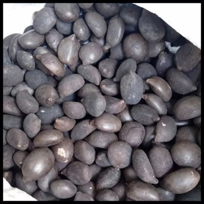 Jual 1-Kg Biji Aren / Biji Aren Genjah / Bibit Aren Genjah Unggul 100% ...