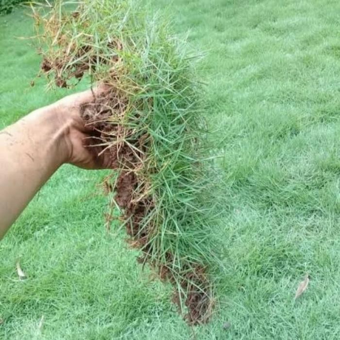 Jual rumput jepang 1x1 meter | Shopee Indonesia