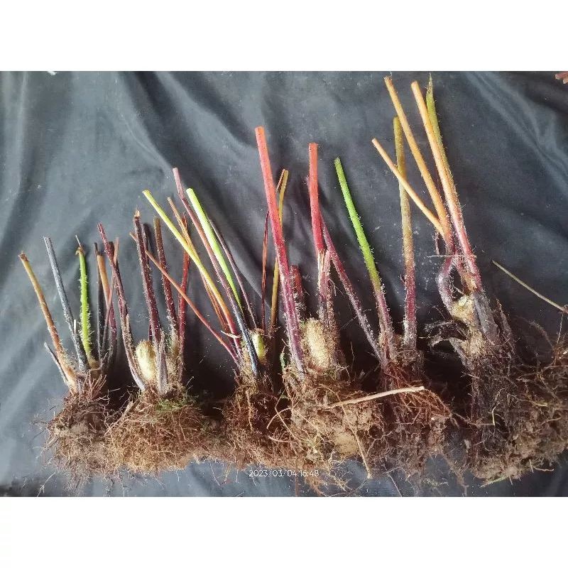 Jual PAKIS MONYET KINI PAKIS HANOMAN KECIL BONGGOL PAKIS MONYET KECIL ...
