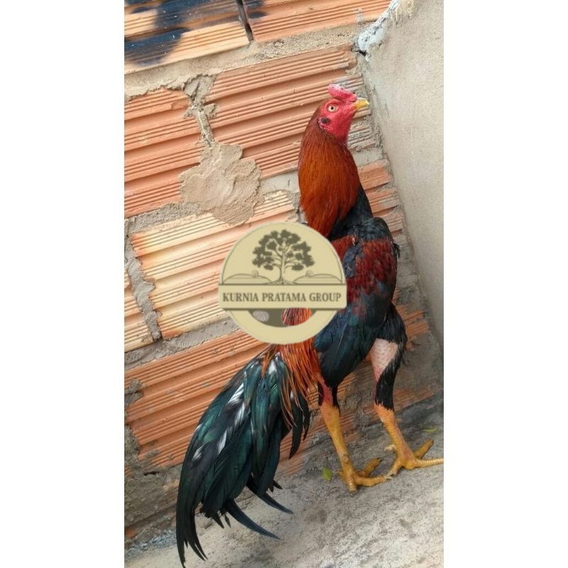 Jual BANGKOK F1 TELUR FERTIL PROMO BESAR KURNIA PRATAMA GROUP | Shopee ...