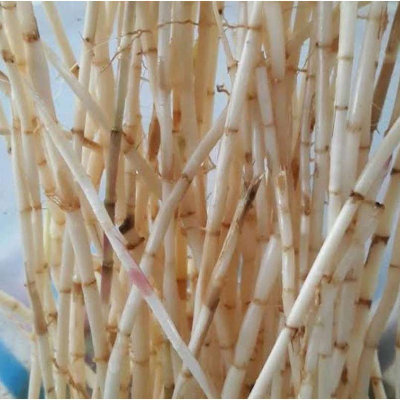 Jual Akar Alang Alang SEGAR 500 gr | Shopee Indonesia