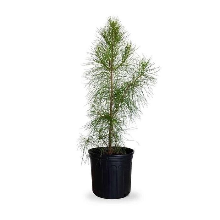 Jual pohon pinus asli - tanaman hias pinus - pine tree Pot - 30-60cm ...