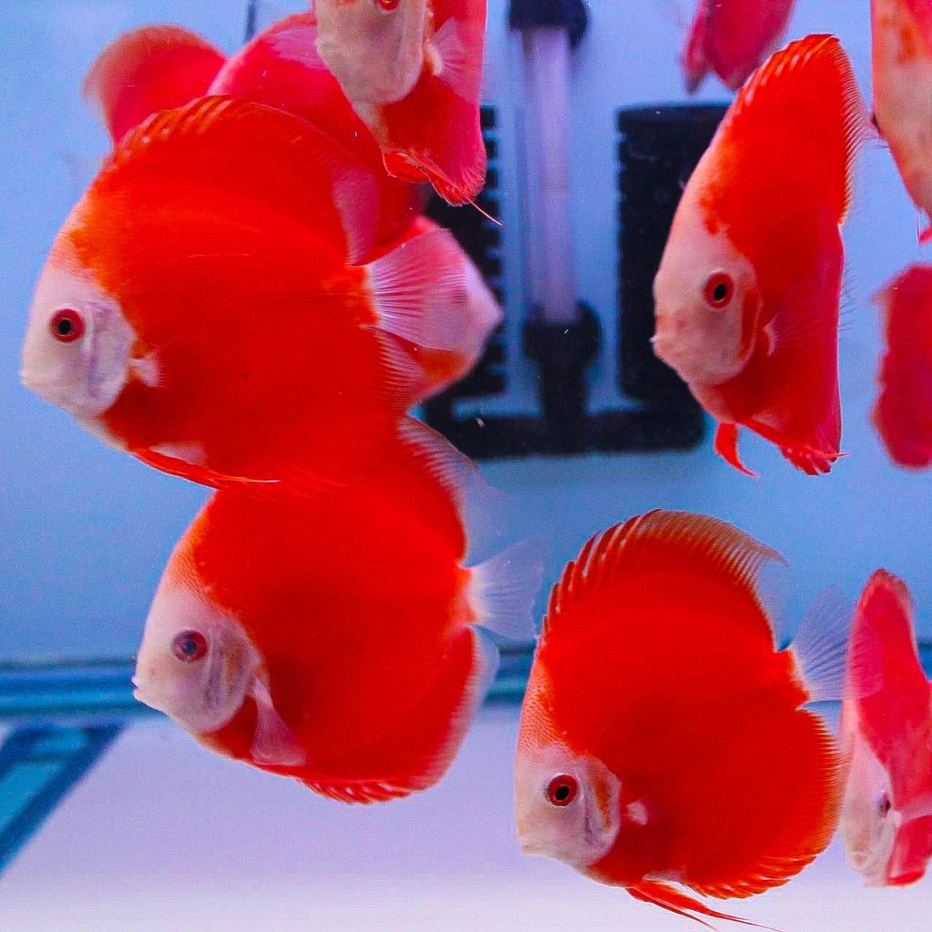 Jual Discus Red White / Ikan Discus Merah Putih | Shopee Indonesia