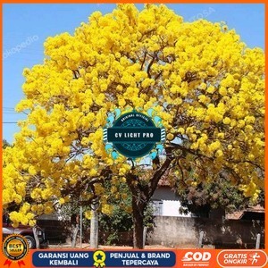 Jual Bibit Bunga Tabebuya Kuning / Pohon Tabebuya Kuning 80cm-1meter ...