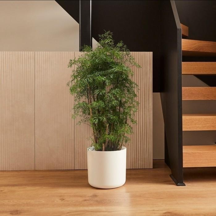 Jual Polyscias Filicifolia | Fernleaf Aralia - Tanaman Hias Bisa u ...