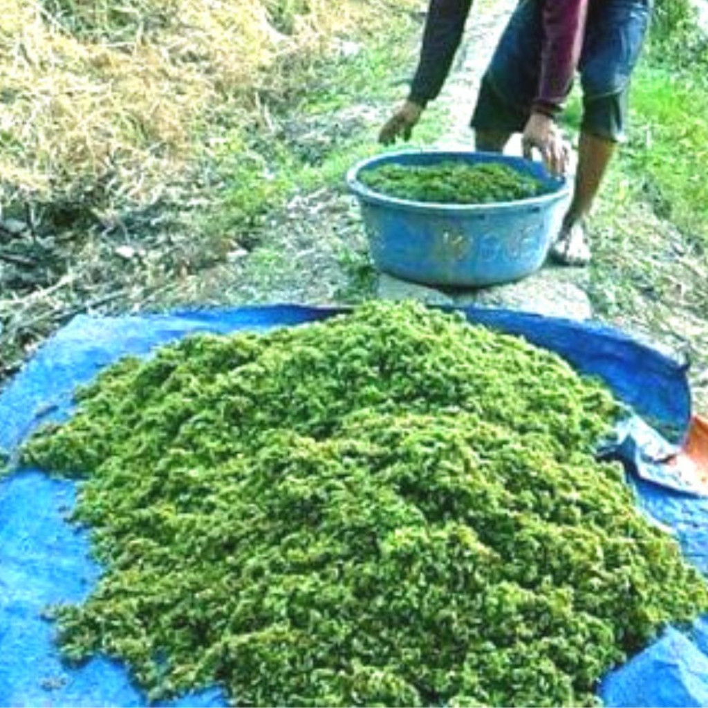 Jual TB-02 Bibit azolla microphylla pakan ternak dan ikan 1 kg | Shopee ...