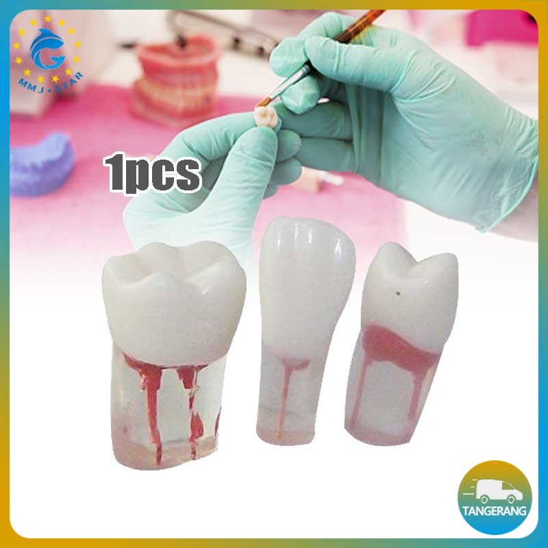 Jual Set Model Gigi Endo Training Simulator Saluran Akar Realistis Gigi ...