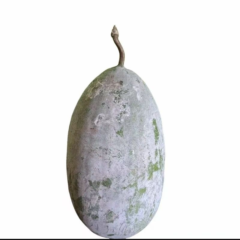 Jual BUAH BLIGO ATAU KUNDUR OBAT HERBAL 1 KG | Shopee Indonesia