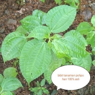 Jual promo Bibit Tanaman Pohpohan - Daun Pohpohan - Tanaman Herbal ...