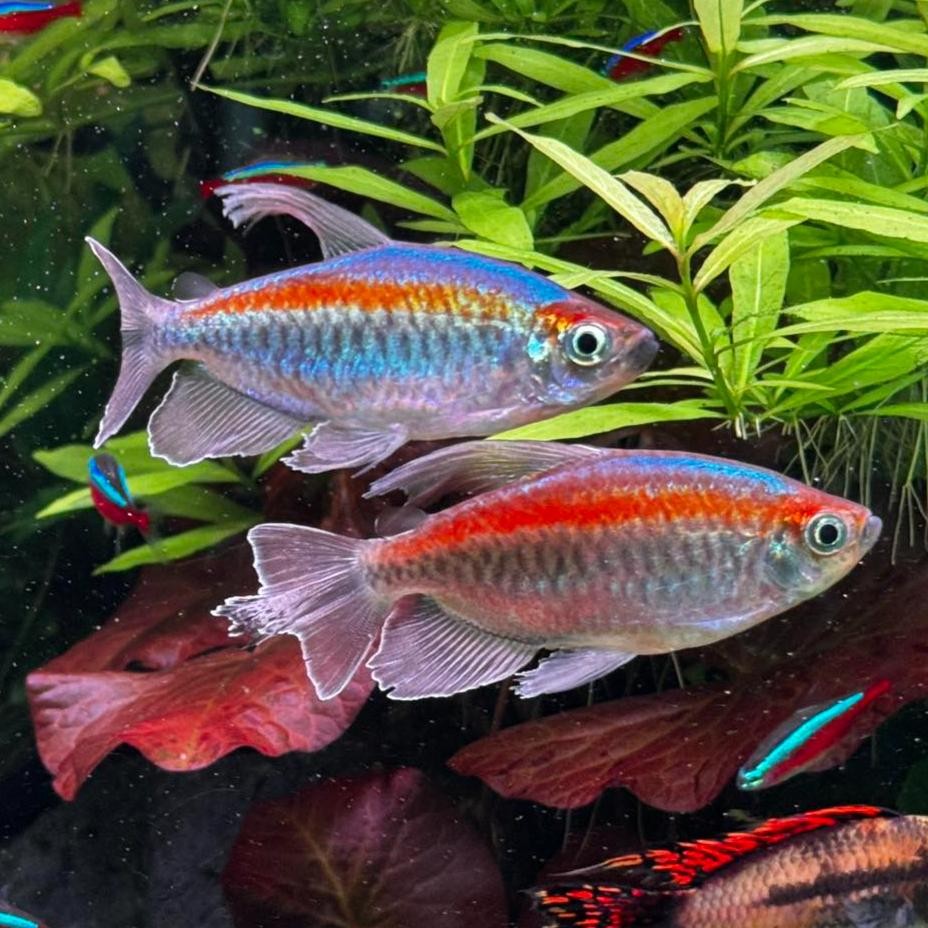 Jual Congo Tetra / Tetra Kongo / Phenacogrammus Interuptus / Ikan Hias ...