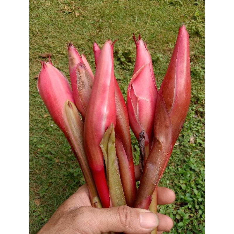Jual Kecombrang Merah segar bunga kecombrang merah, bunga honje laka ...
