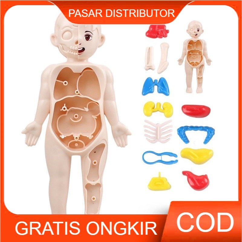 Jual Mainan Anak HUMAN ORGAN MODEL 349AB Edukasi Anak Mengenal Nama Organ Simulasi Posisi Organ ...