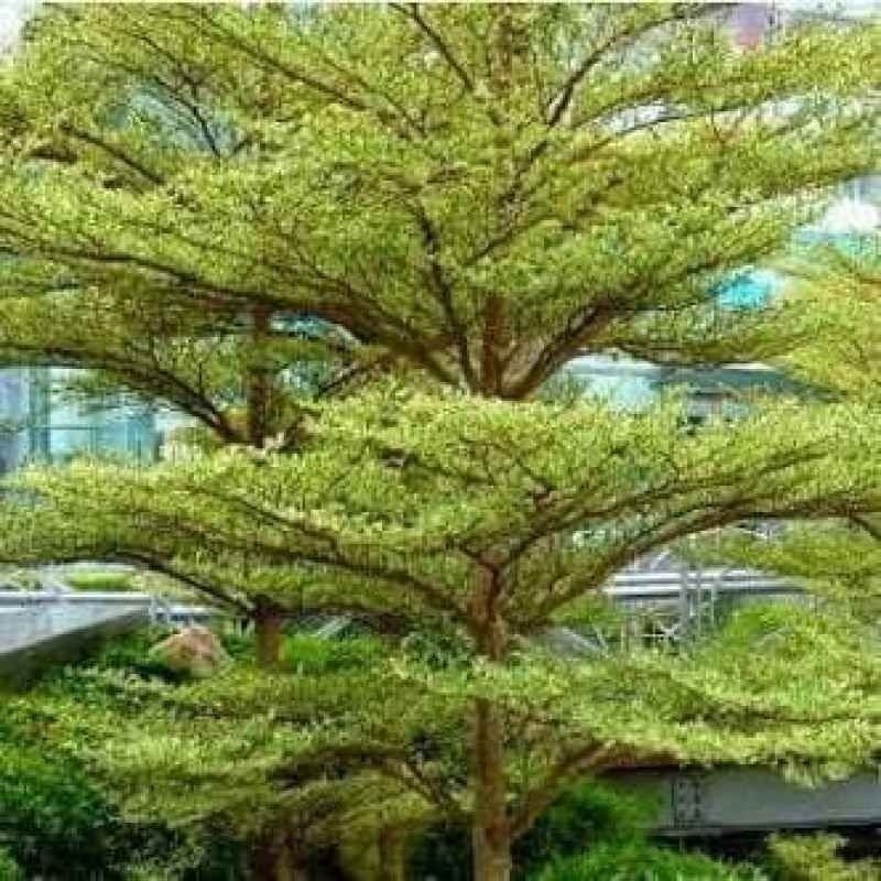 Jual Tanaman Pohon Ketapang Kencana Hijau Madagascar Almond Tinggi ...