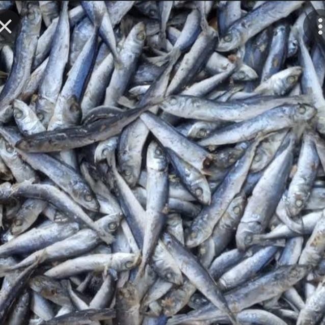 Jual Ikan Layang Rebus 250gr | Shopee Indonesia