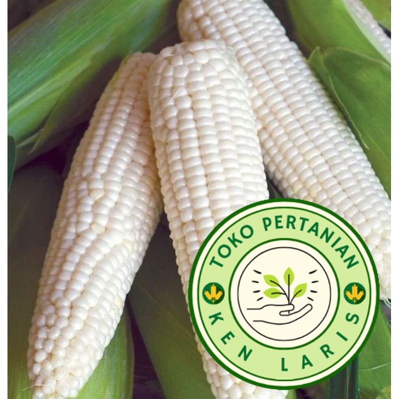 Jual 500 gram benih jagung ketan putih siap tanam unggulan | Shopee ...