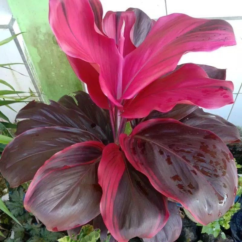 Jual New Promo tanaman andong merah /obat herbal hanjuang merah COD SRH ...