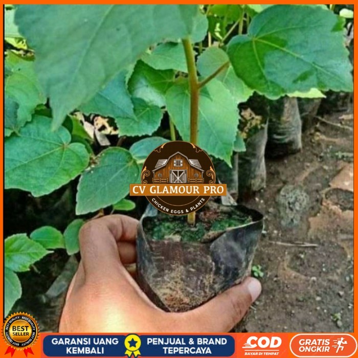 Jual BIBIT POHON BALSA/ BIBIT BALSA 30CM SIAP TANAM/ BIBIT POHON KAYU ...