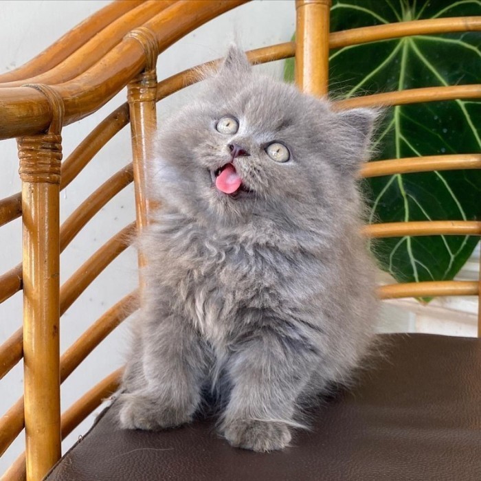 Jual Kucing Persian Medium / cat | Shopee Indonesia