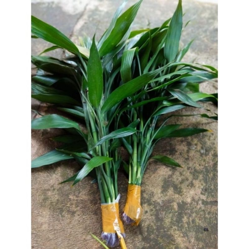 Jual Bibit tanaman hias bambu hoki/Sri rejeki/Kole bambu hokiBibit ...
