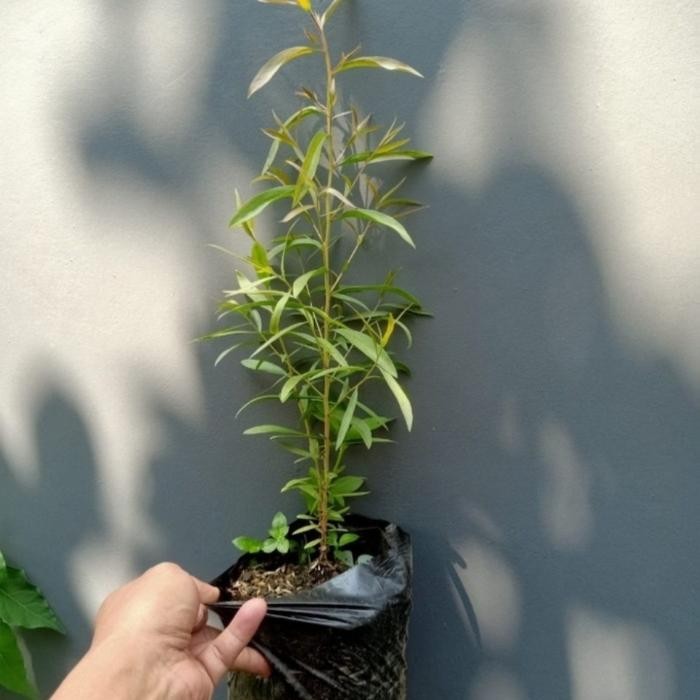 Jual BIBIT POHON MINYAK KAYU PUTIH KAYA MANFAAT | Shopee Indonesia