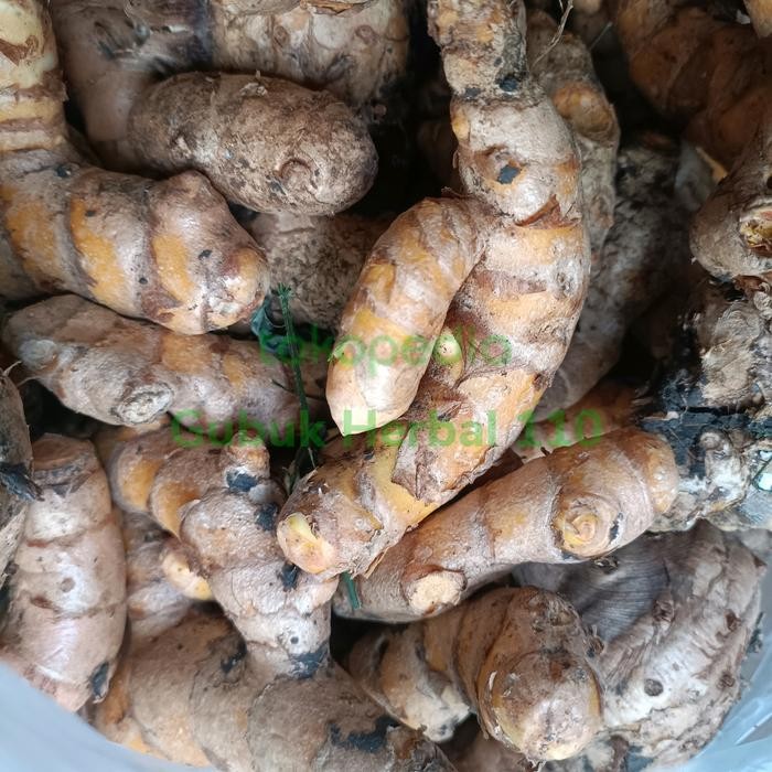 Jual Rimpang Temulawak Segar 1Kg herbal | Shopee Indonesia