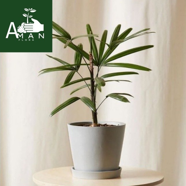 Jual ` ( BISA COD ) TERMURAH! Tanaman Hias Palem Waregu Pohon Palm Regu ...