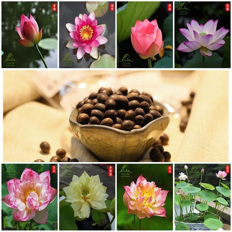 Jual Biji Bunga Lotus Biji Teratai Lotus Mini Biji Benih Lotus 10 Butir ...