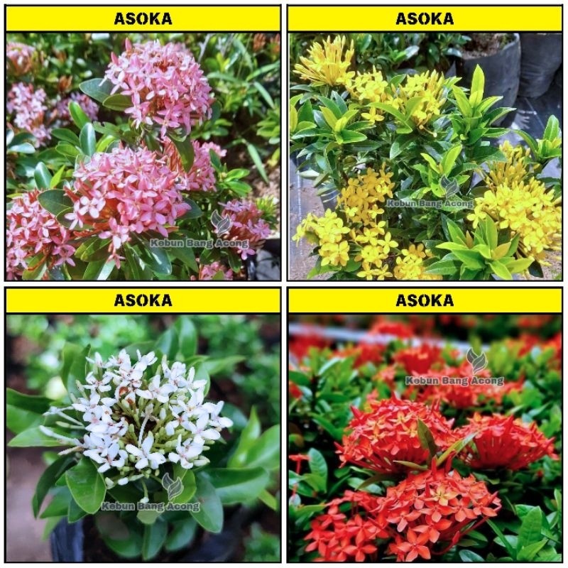Jual Tanaman Hias Bunga Asoka Bebas Pilih Warna Bunga Tumpuk Asoka ...