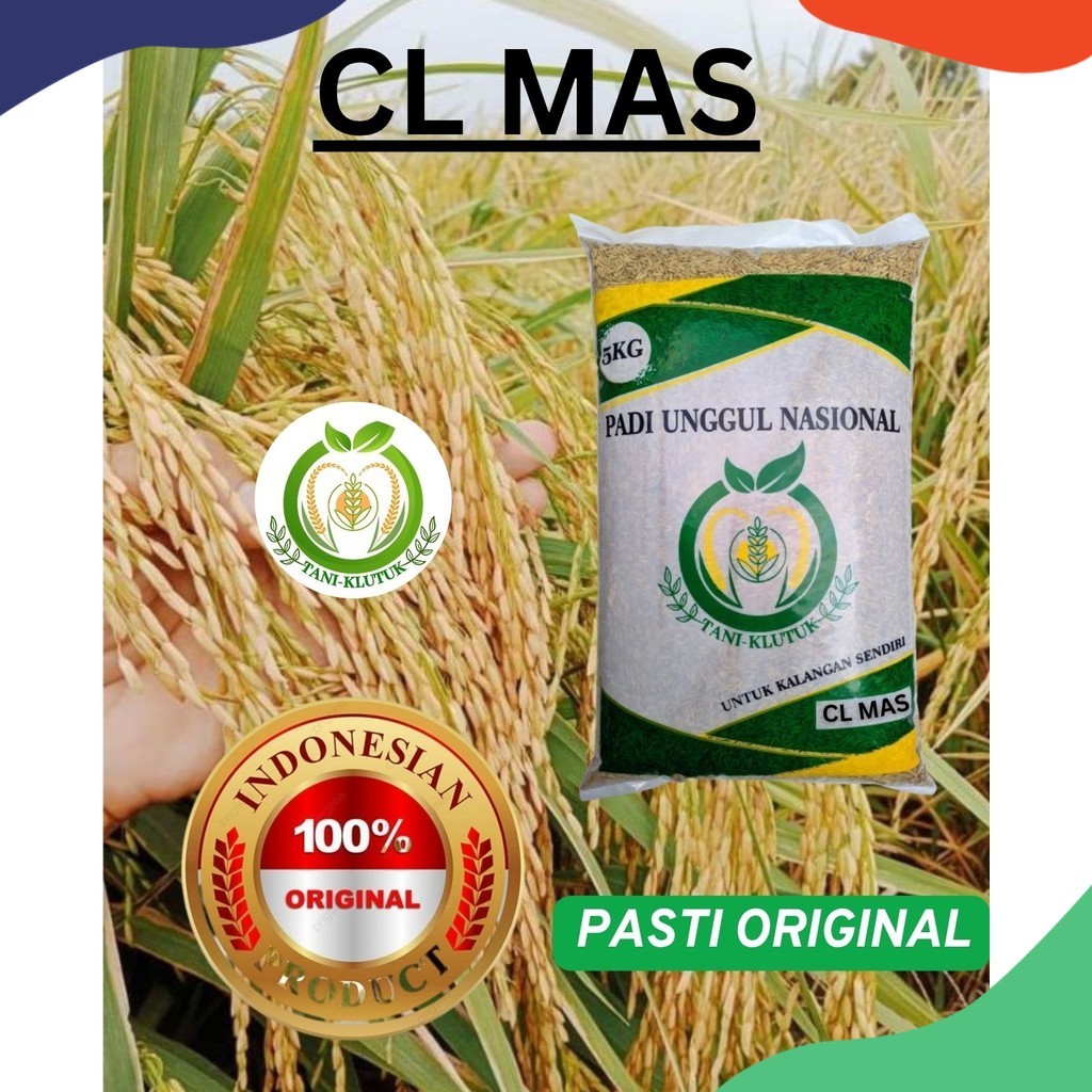 Jual BIBIT/ BIJI padi CL Mas kemasan 5kg ORIGINAL PRODUK TANI KLUTUK ...