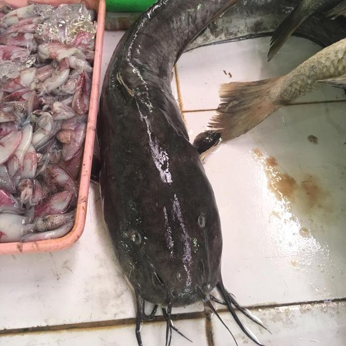 Jual Ikan Lele Laut 1 kg | Shopee Indonesia