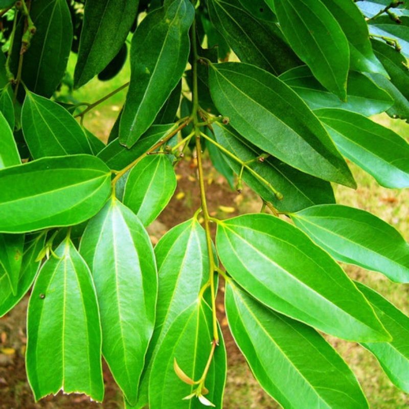 Jual Daun Kayu Manis 250gr / Daun Kulit Manis Segar Basah / Daun Kayu ...