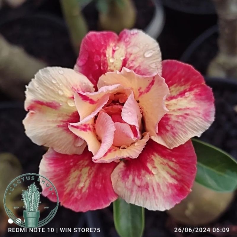 Jual ADENIUM BUNGA TUMPUK ID JULIUS CAESAR / TANAMAN HIAS ADENIUM ...