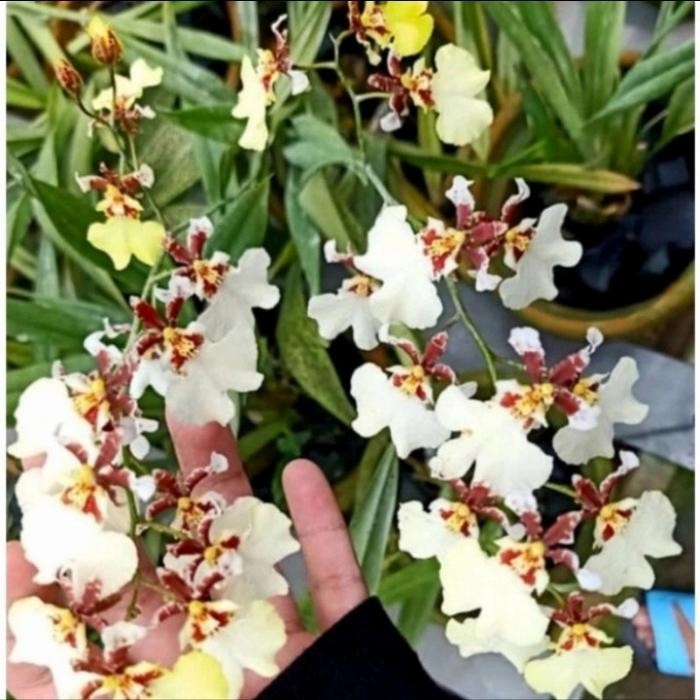 Jual Pohon Bunga Anggrek Oncidium Beautiful Shary Baby Siap Berbunga ...
