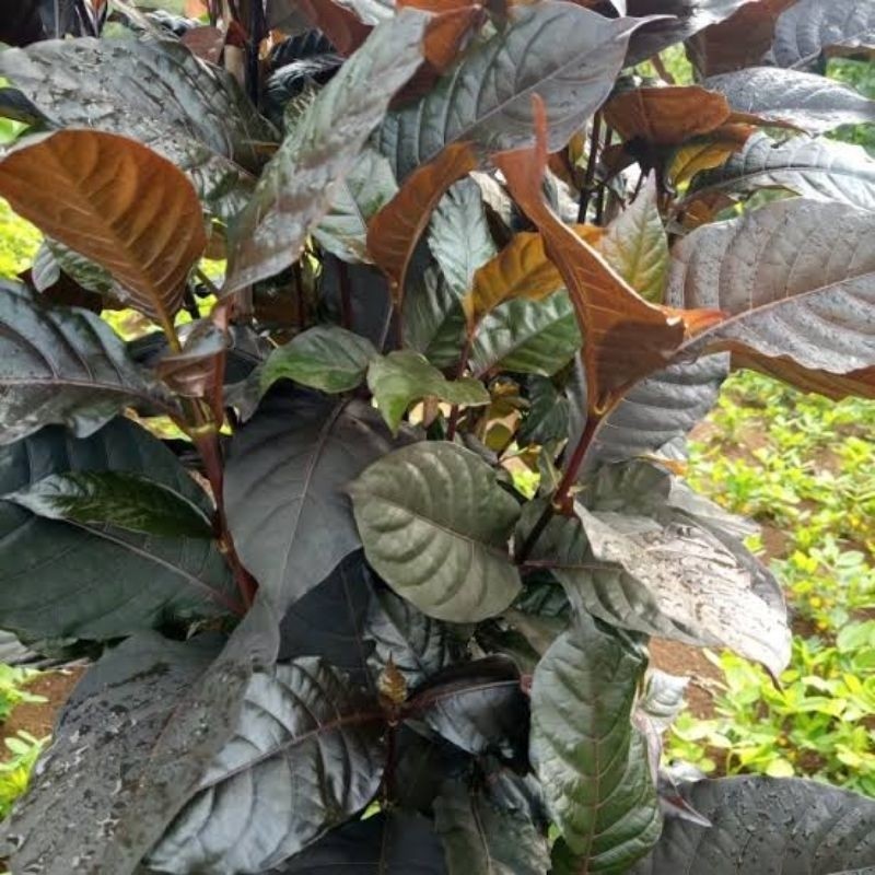 Jual Daun Ungu Handeleum segar isi 50 lembar /Daun Kopi hitam Herbal ...