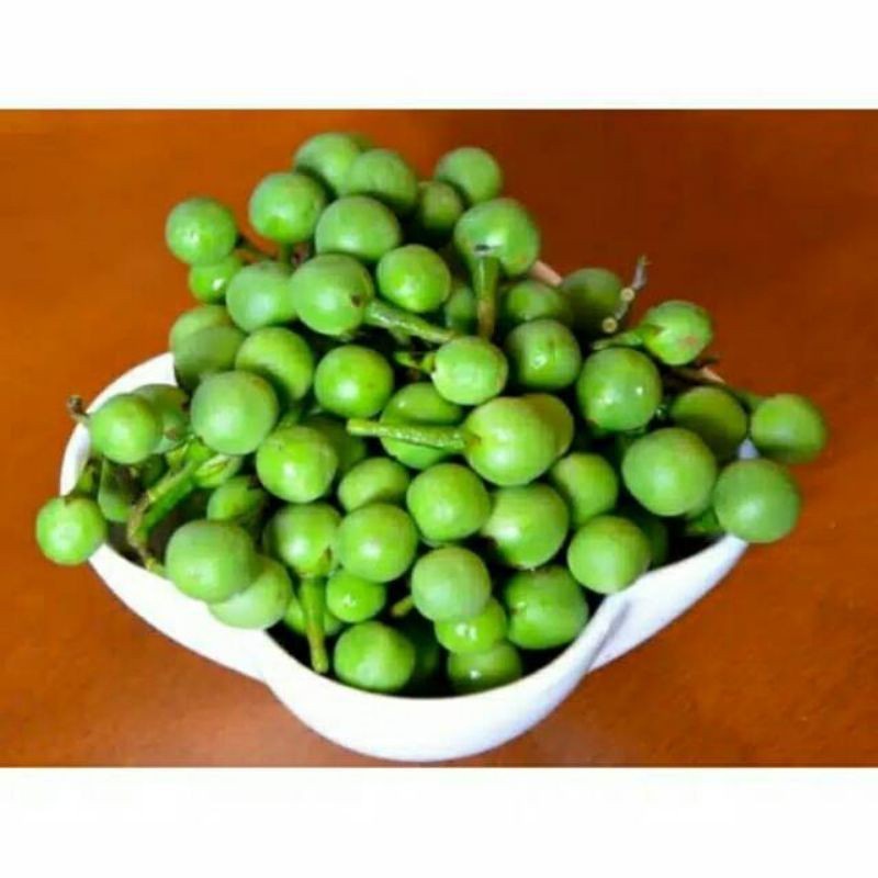 Jual Promo Buah cepokak segar 200 gr / takokak/ buah rimbang / herbal ...