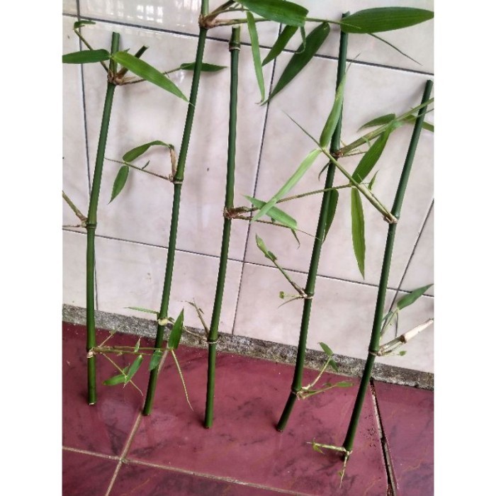 Jual OHI Bibit Tanaman Bambu Ampel Hijau - Green Bamboo - Stek Bonggol ...
