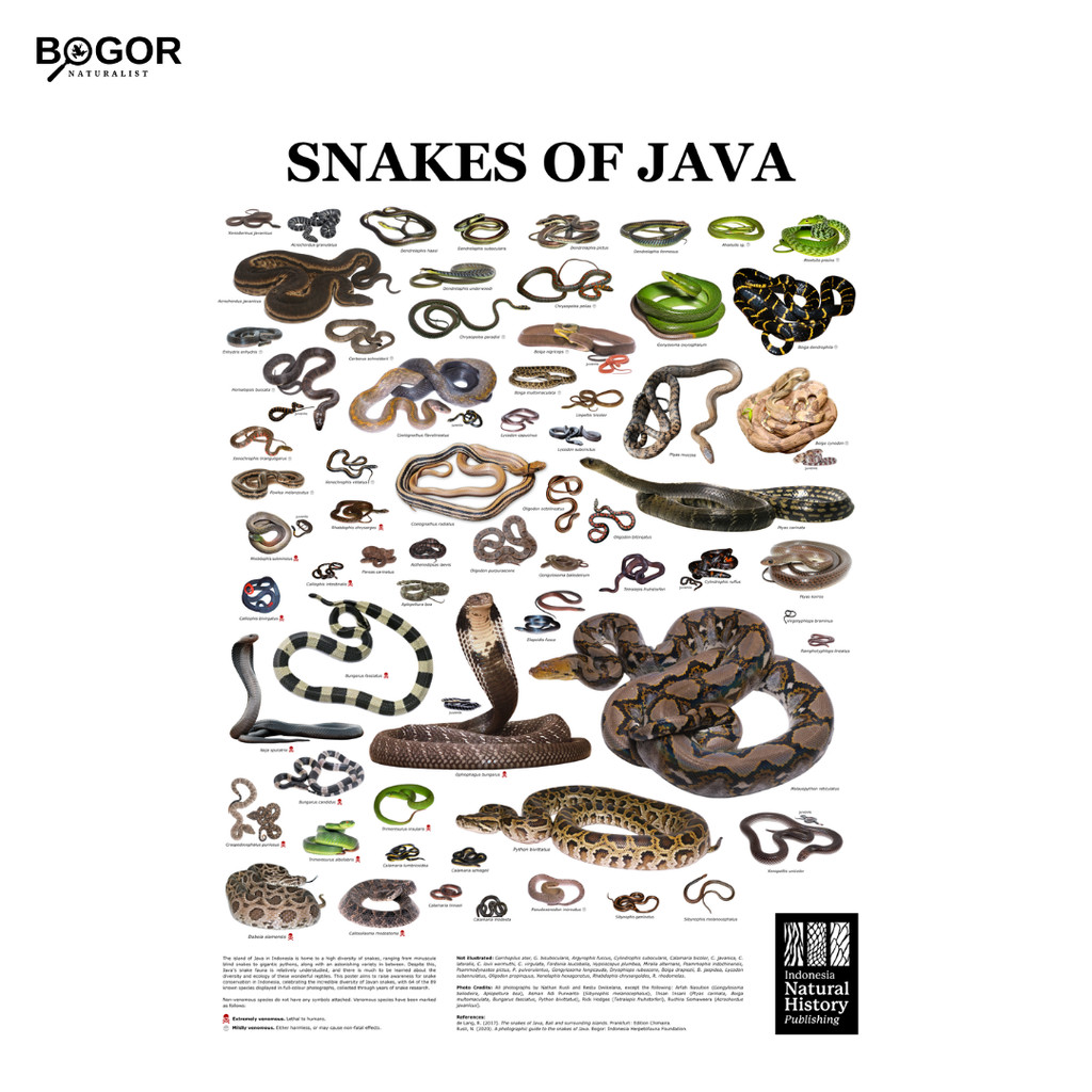 Jual Poster Snakes of Java by Indonesia Natural History Publishing ...