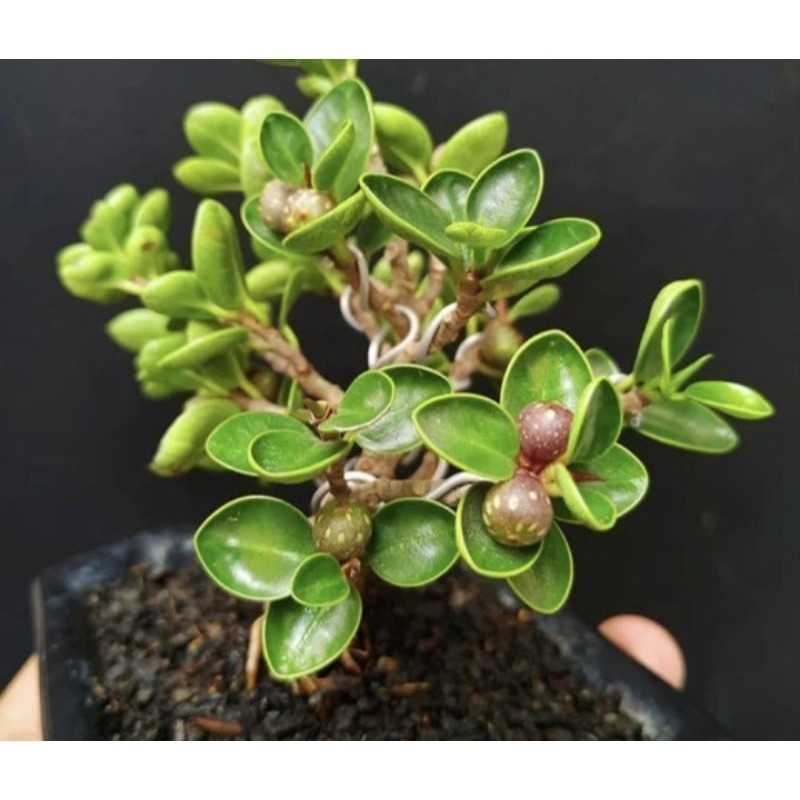 Jual hias tanaman hias bonsai dollar mangkok hidup hidup Cantik ...
